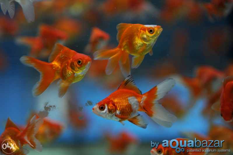 Japanke ribice - Ribice - OLX.ba