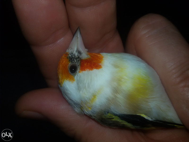 Carduelis MAJOR-Mutacije - Ptice - OLX.ba