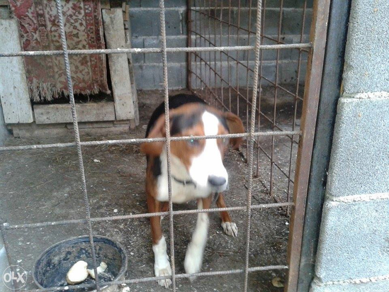 Lovacki pas trobojni gonic - Psi i Štenad - OLX.ba