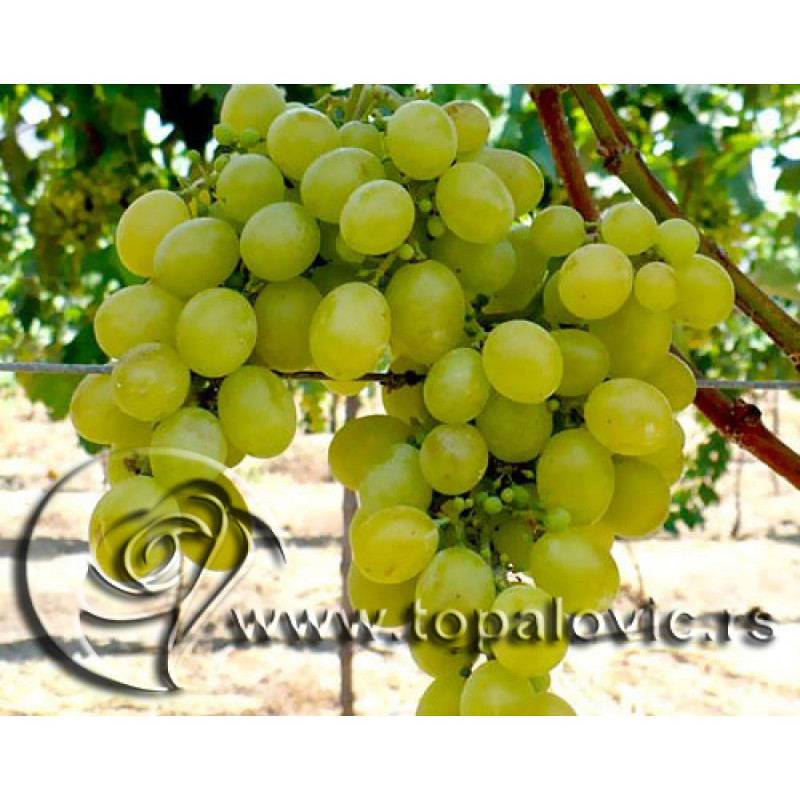 Sadnice vinove loze - Sadnice - OLX.ba