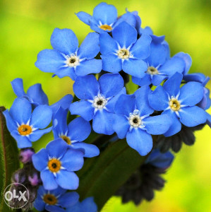 Spomenak, nezaboravak (Myosotis alpe.) ~250+ sjemenki - Moj dom ...