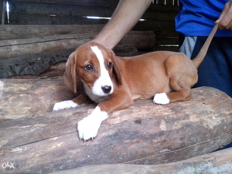 Lovacki psi,lovacki pas,posavski gonic - Psi i Štenad - OLX.ba