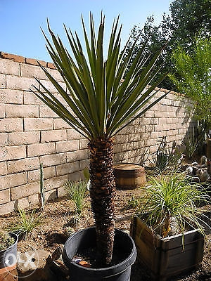 Juka drvenasta (yucca treeculeana) sjeme - Sjemena - OLX.ba