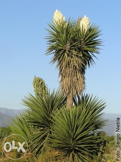 Juka drvenasta (yucca treeculeana) sjeme - Sjemena - OLX.ba