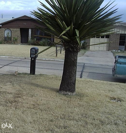 Juka drvenasta (yucca treeculeana) sjeme - Sjemena - OLX.ba