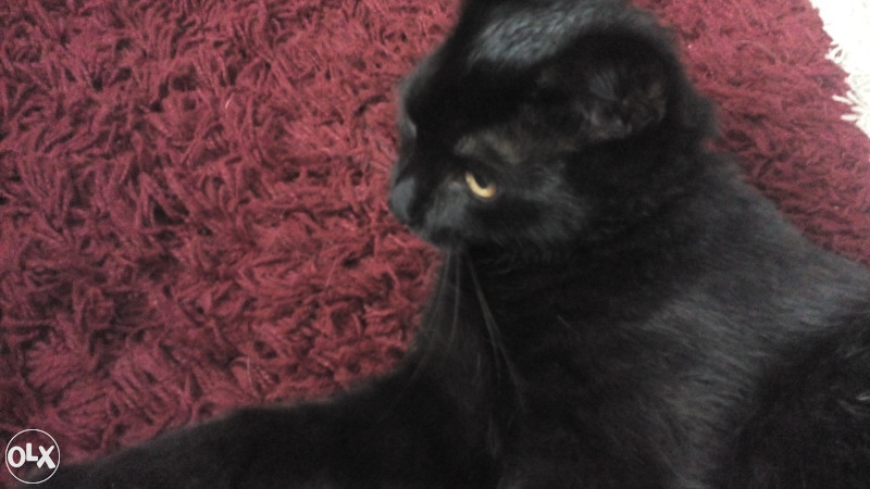 Poklanjam mačiće - Mačke - OLX.ba